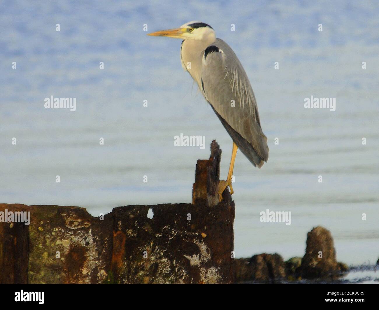 Large wading bird hi-res stock photography and images - Alamy