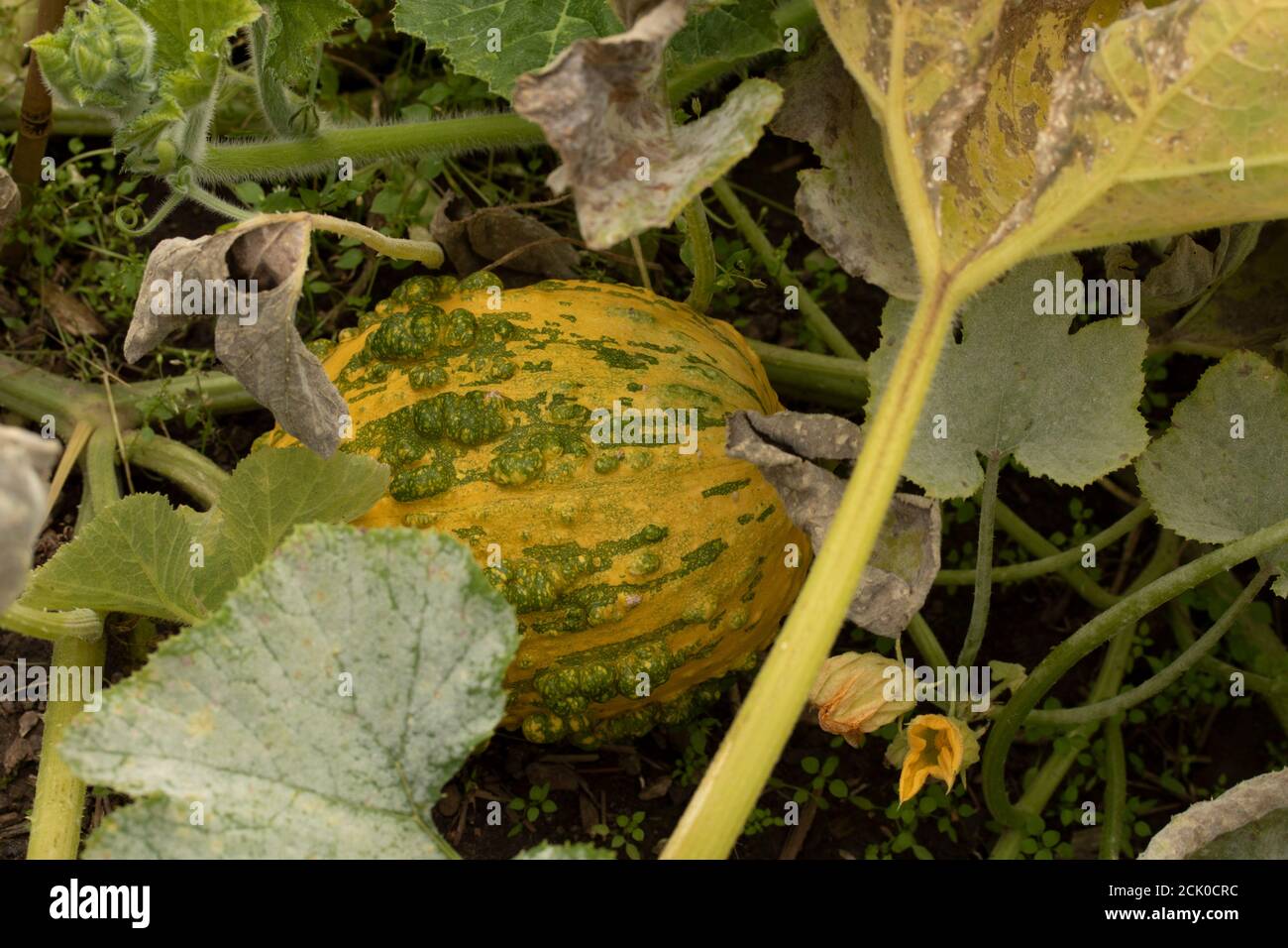 Squash (pumpkin) 'Musquee de Maroc growing amongst its vegetation Stock ...