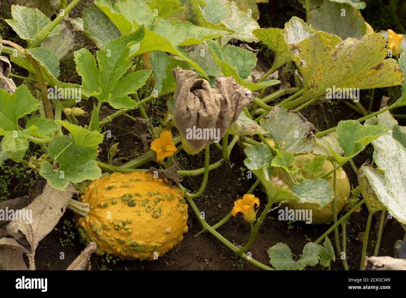 Squash (pumpkin) 'Musquee de Maroc growing amongst its vegetation Stock ...