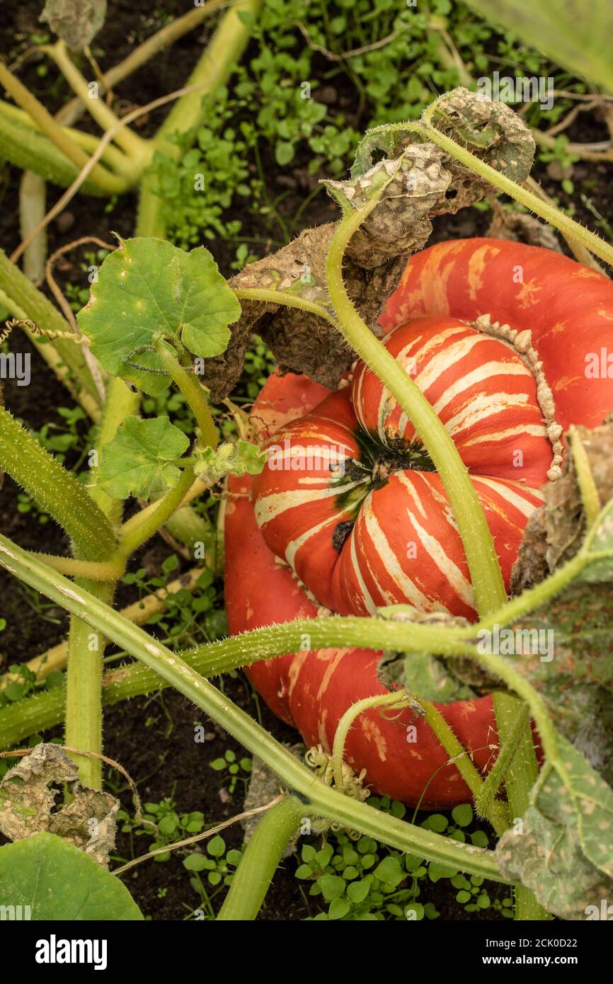 'Turks Turban' squash Stock Photo - Alamy