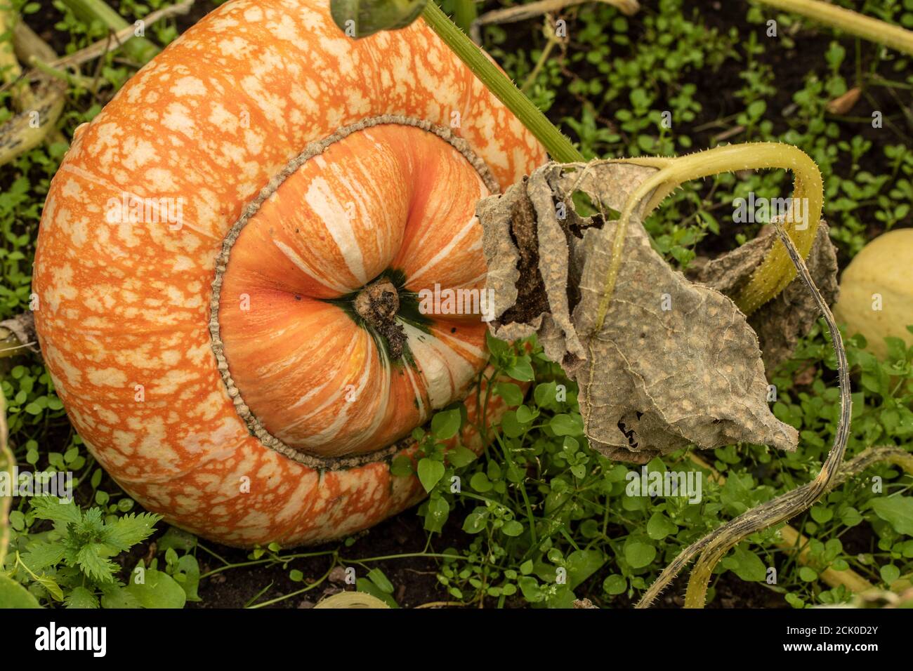 'Turks Turban' squash Stock Photo - Alamy