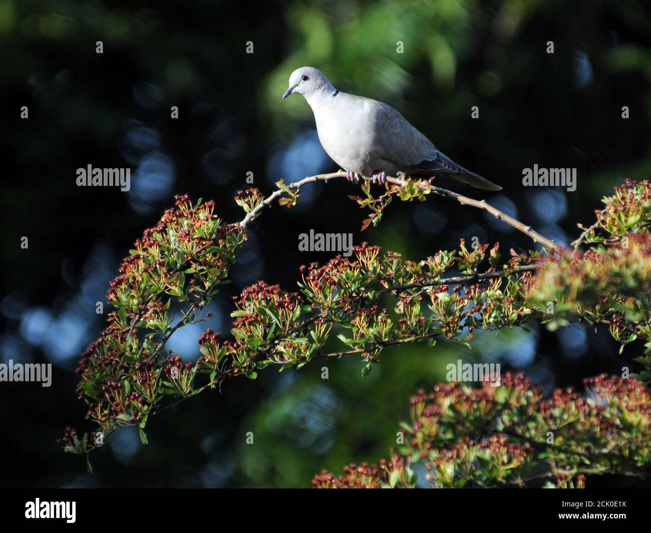 Dove hi-res stock photography and images - Alamy