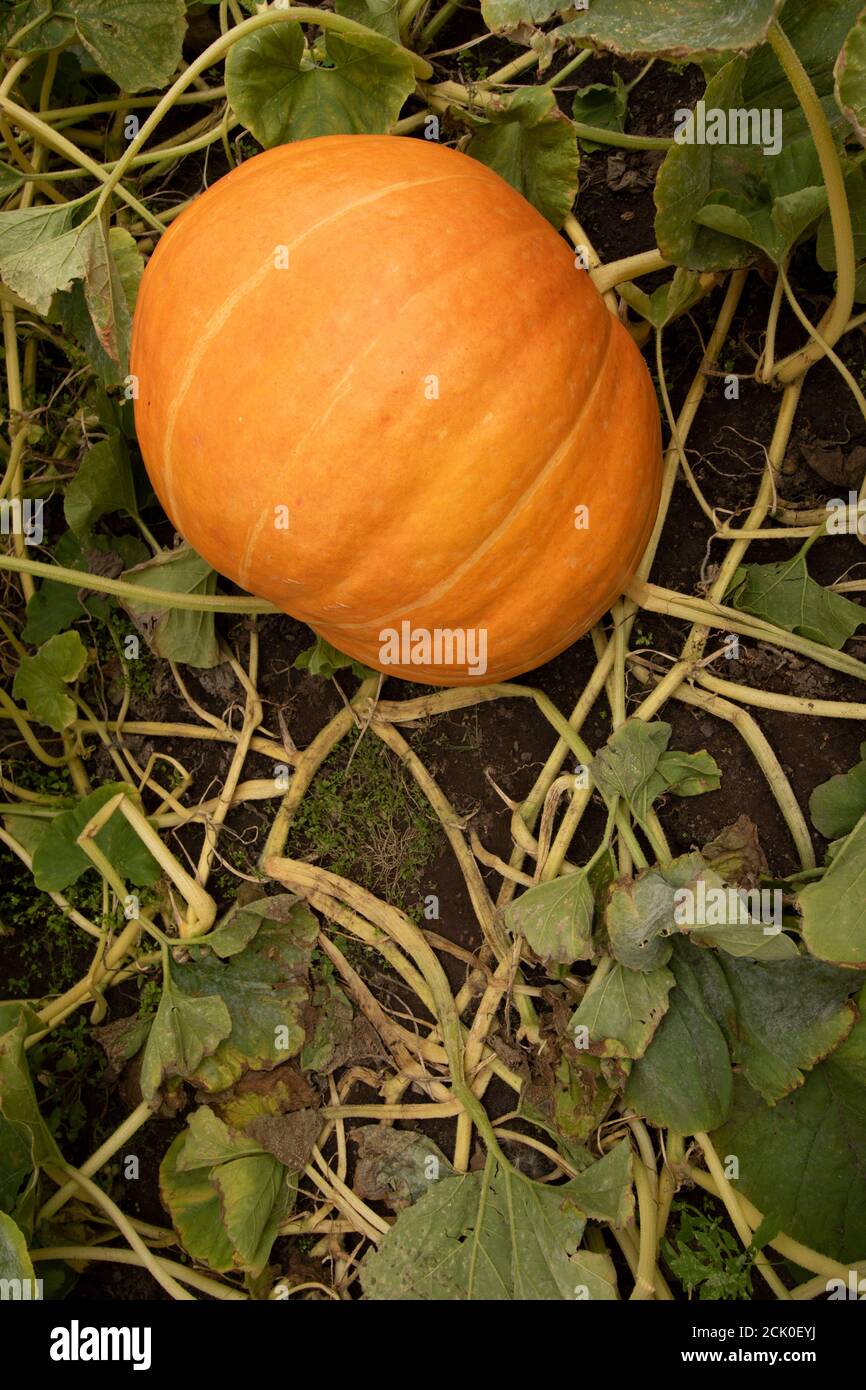 Pumpkin still growing Stock Photo - Alamy