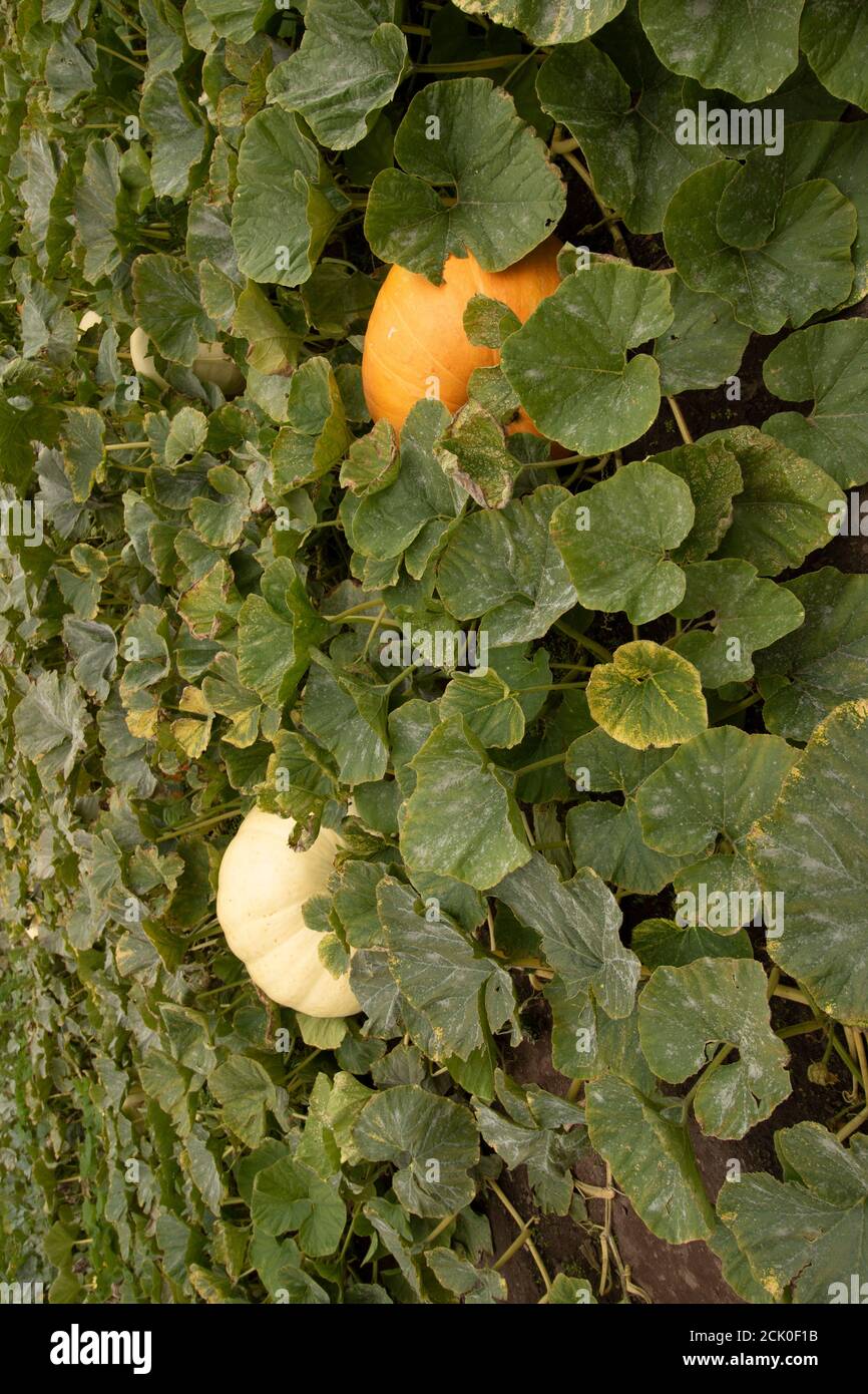 Pumpkin still growing Stock Photo - Alamy