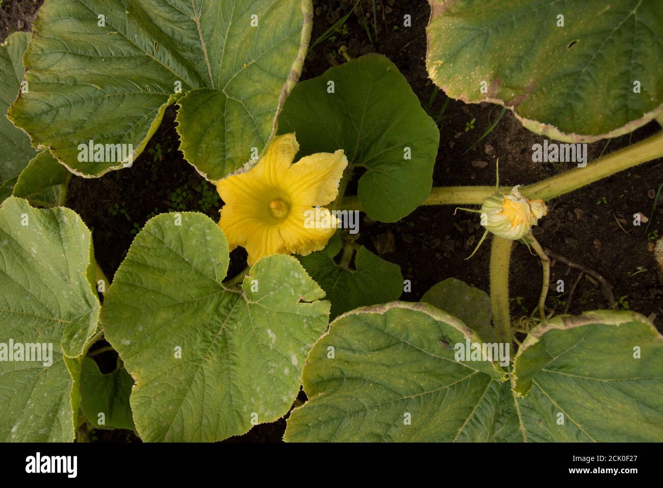 Pumpkin still growing Stock Photo - Alamy