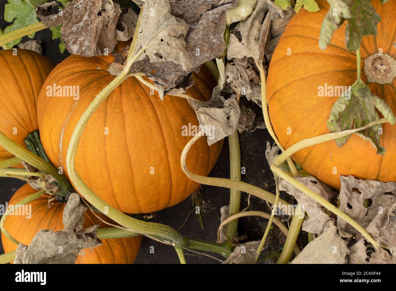 Pumpkin still growing Stock Photo - Alamy