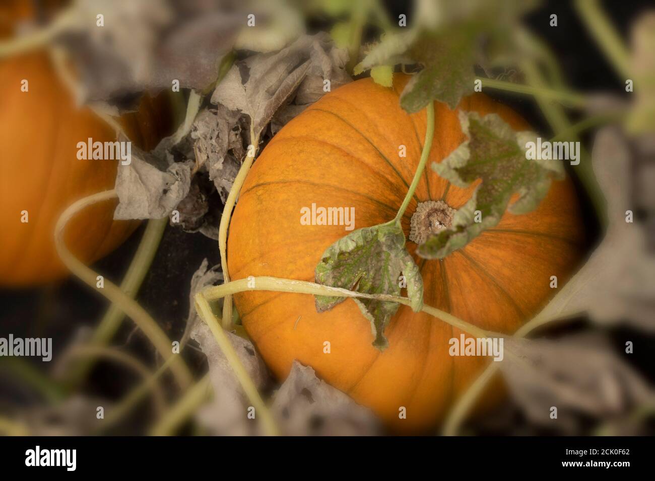Pumpkin still growing Stock Photo - Alamy