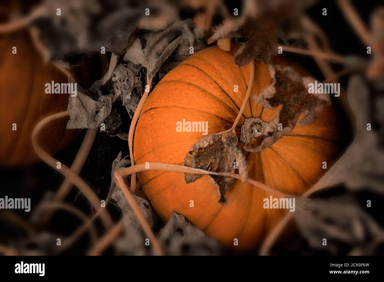 Pumpkin still growing Stock Photo - Alamy