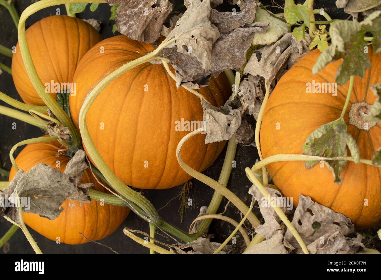 Pumpkin ripening in an English garden Stock Photo - Alamy