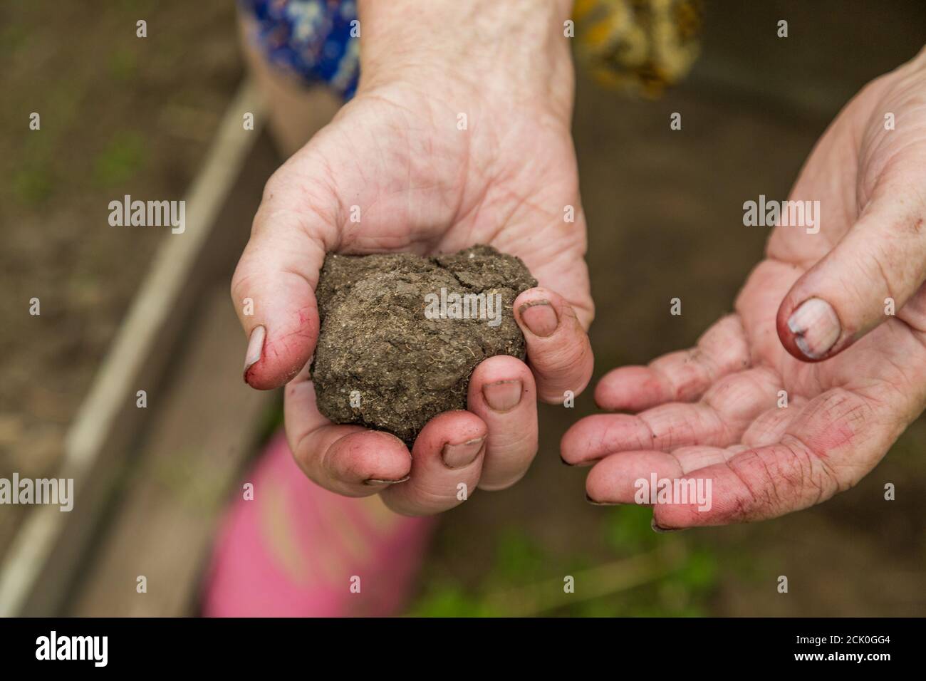 The wrinkled hands of an elderly woman hold a lump of earth Stock Photo ...