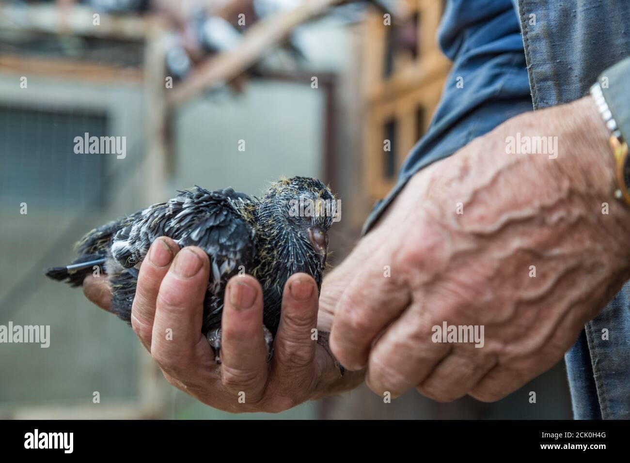 Pigeon chick in loving the human hands Stock Photo - Alamy
