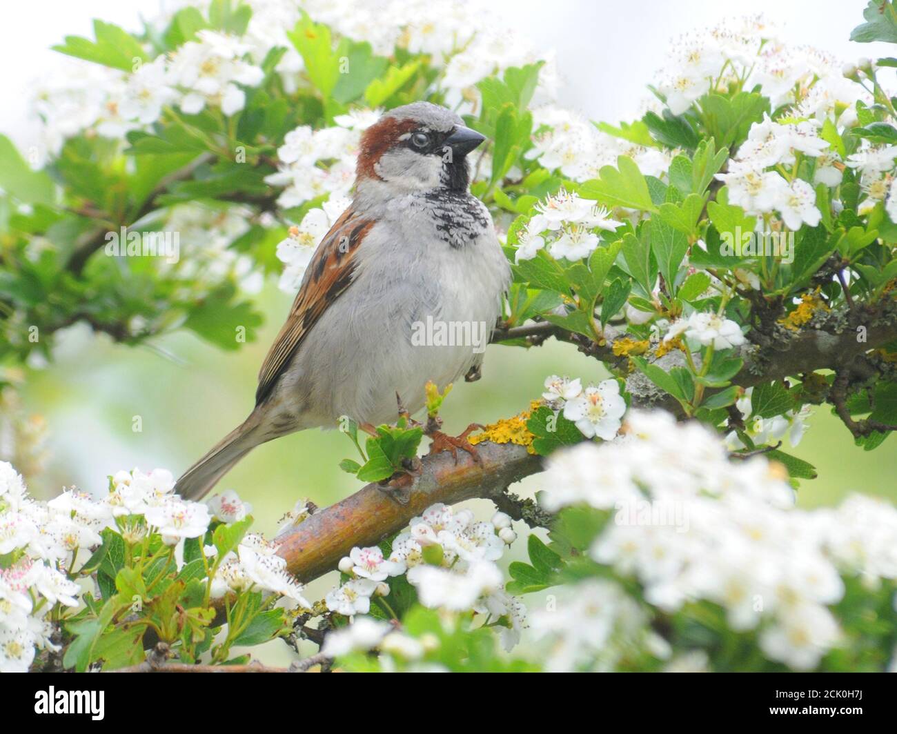 Sparrow house hi-res stock photography and images - Alamy
