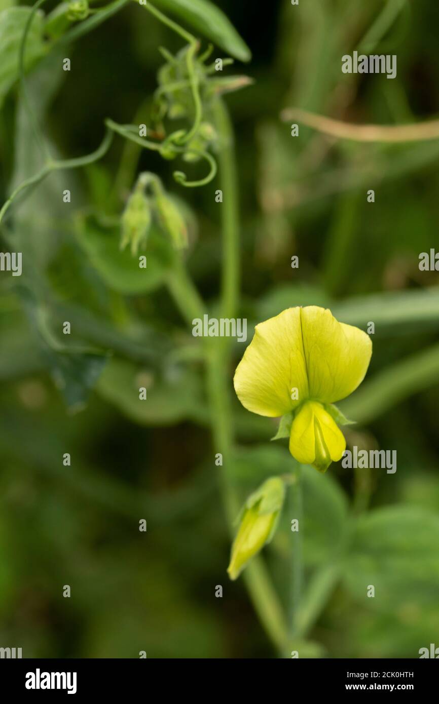 Sweet pea 'Matucana' flowers and vine Stock Photo - Alamy