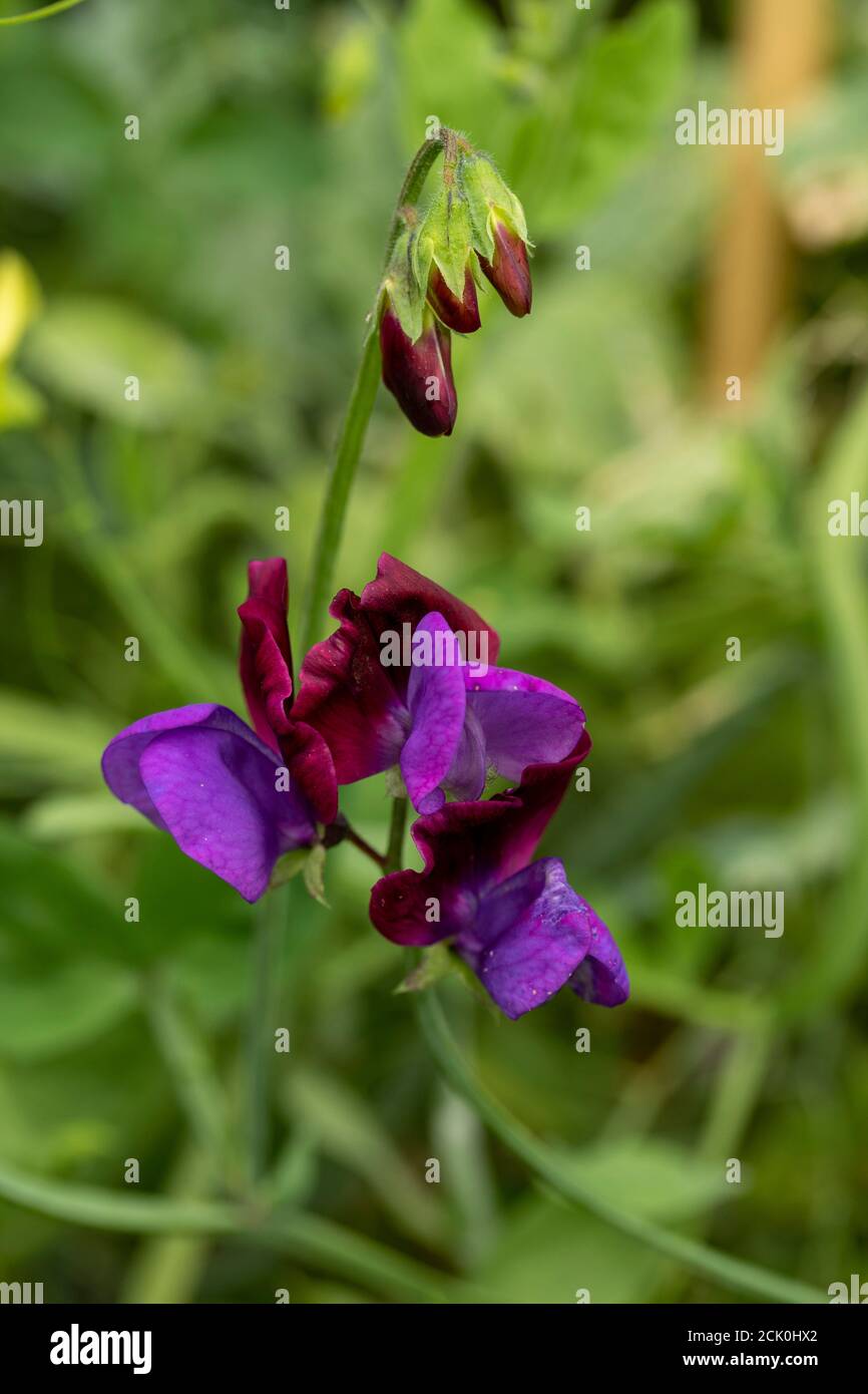 Old spice matucana hi-res stock photography and images - Alamy