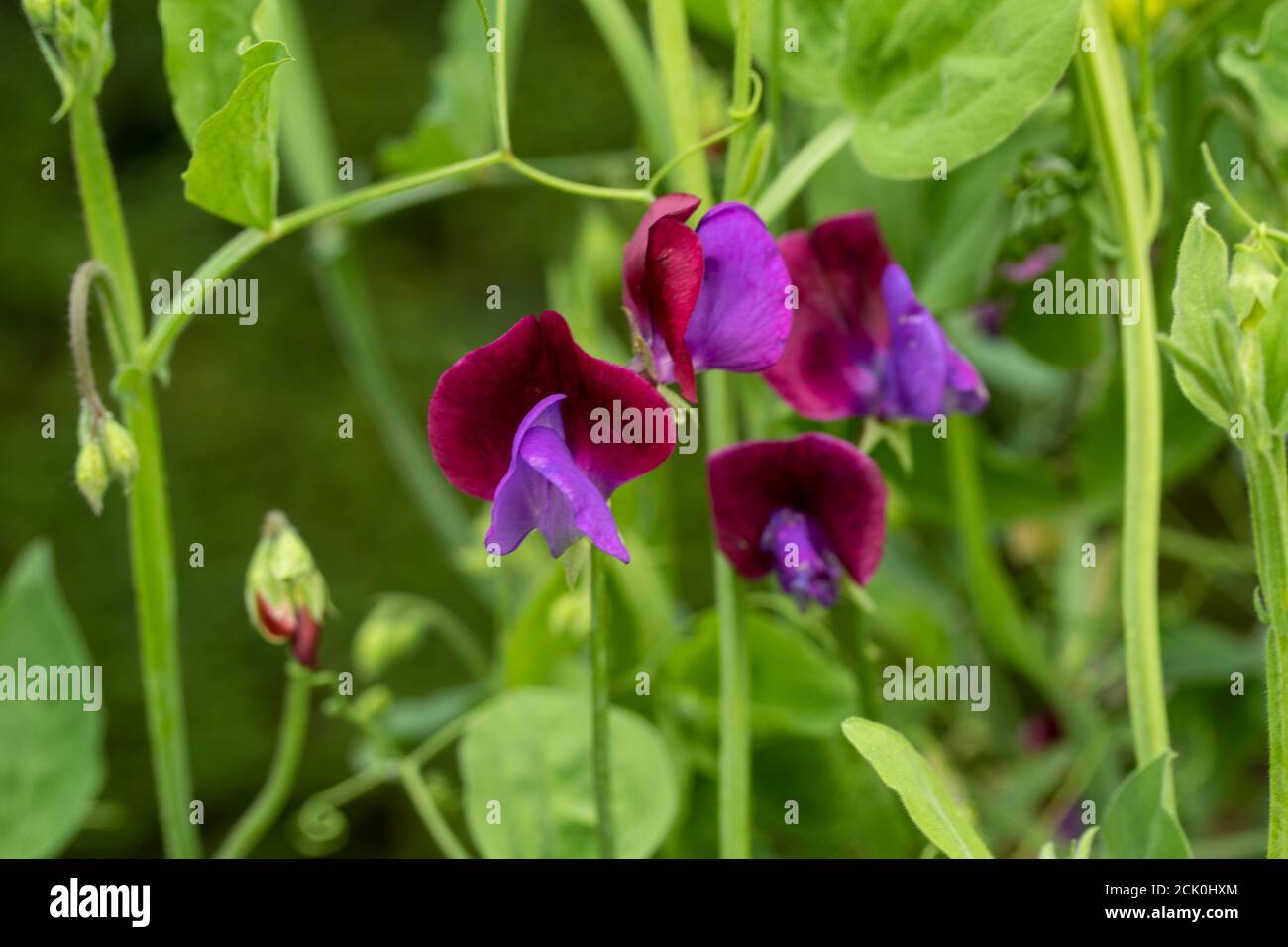 Sweet pea 'Matucana' flowers and vine Stock Photo - Alamy