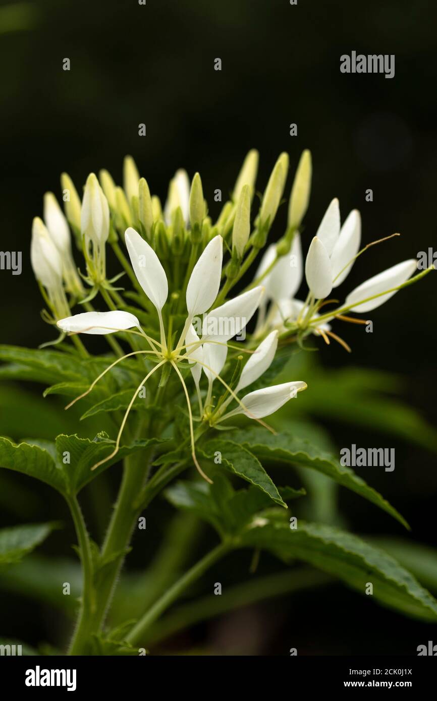 Spider flower white queen hi-res stock photography and images - Alamy