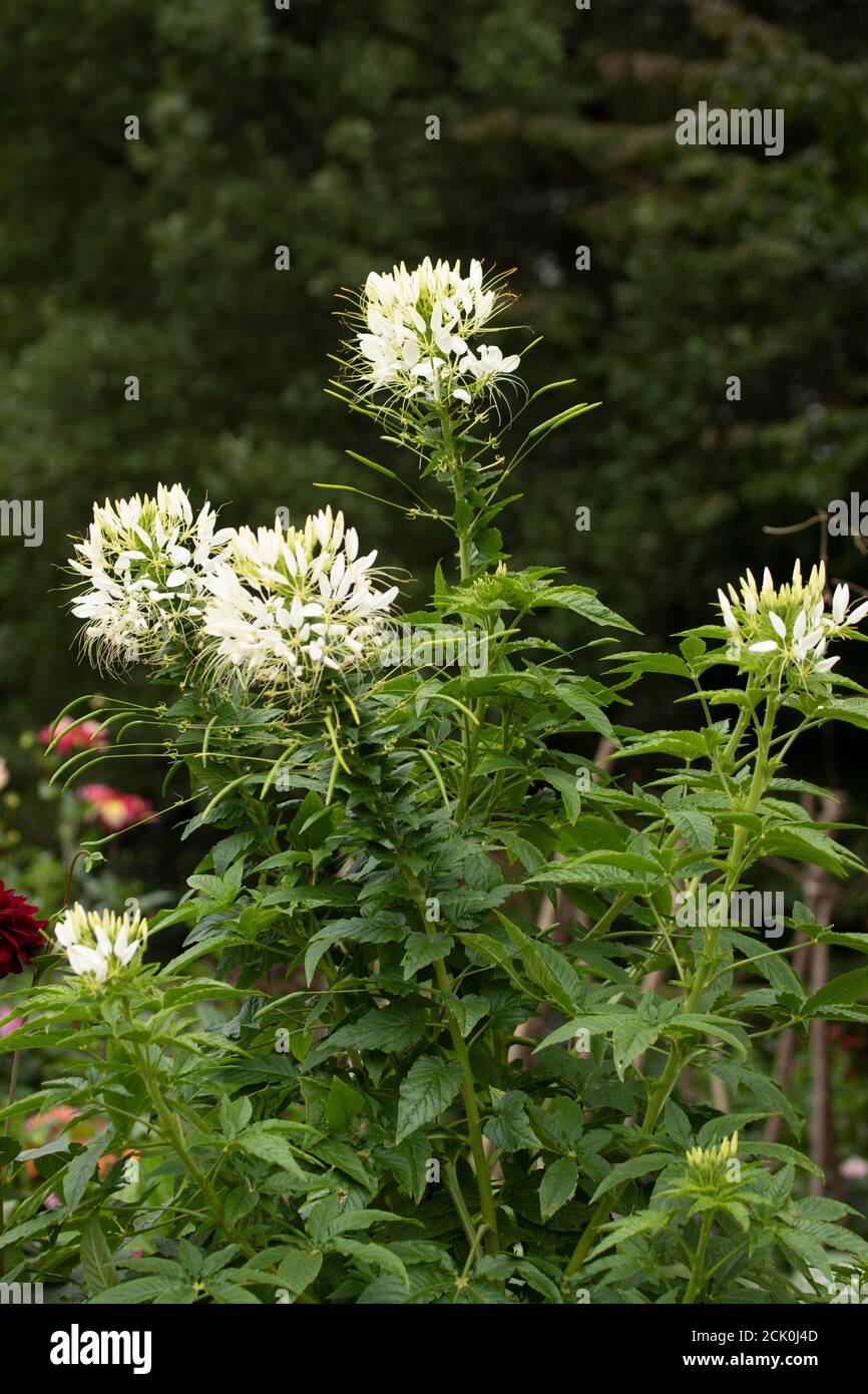 Cleome white queen hi-res stock photography and images - Alamy