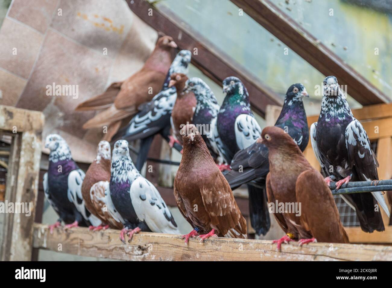 Homing Pigeons High Resolution Stock Photography and Images - Alamy