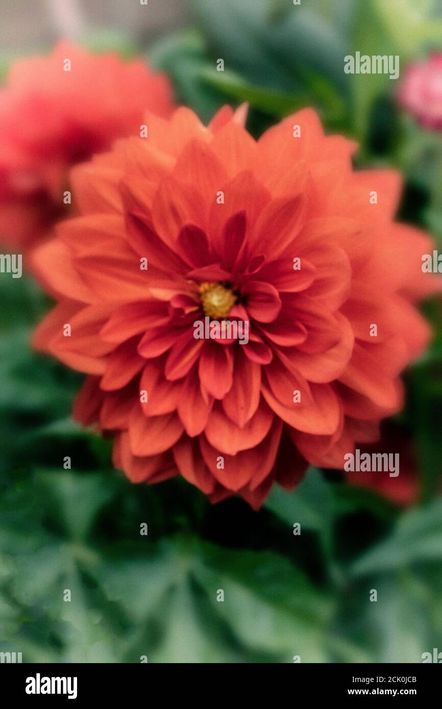 Dahlia, close-up flowers in garden setting Stock Photo - Alamy