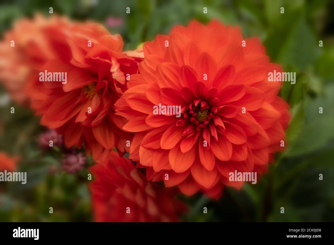 Dahlia, close-up flowers in garden setting Stock Photo - Alamy