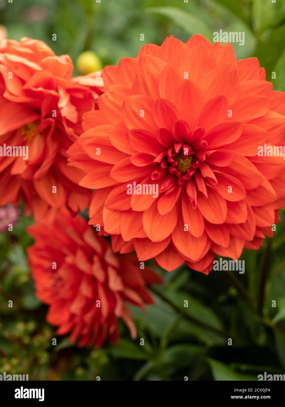 Dahlia, close-up flowers in garden setting Stock Photo - Alamy