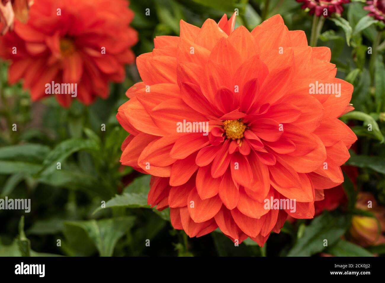 Dahlia, close-up flowers in garden setting Stock Photo - Alamy