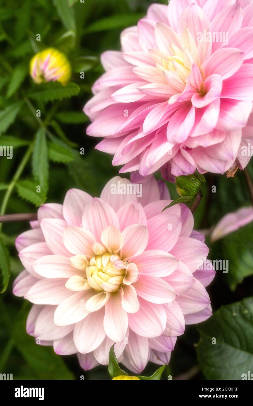 Dahlia 'Melody Harmony', close-up natural flower portrait with foliage ...