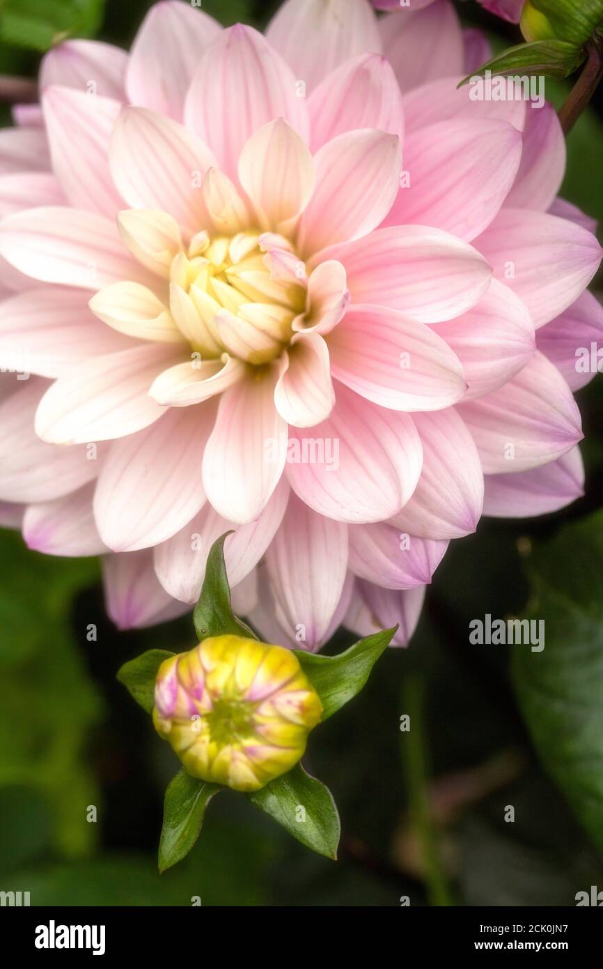 Dahlia 'Melody Harmony', close-up natural flower portrait with foliage ...