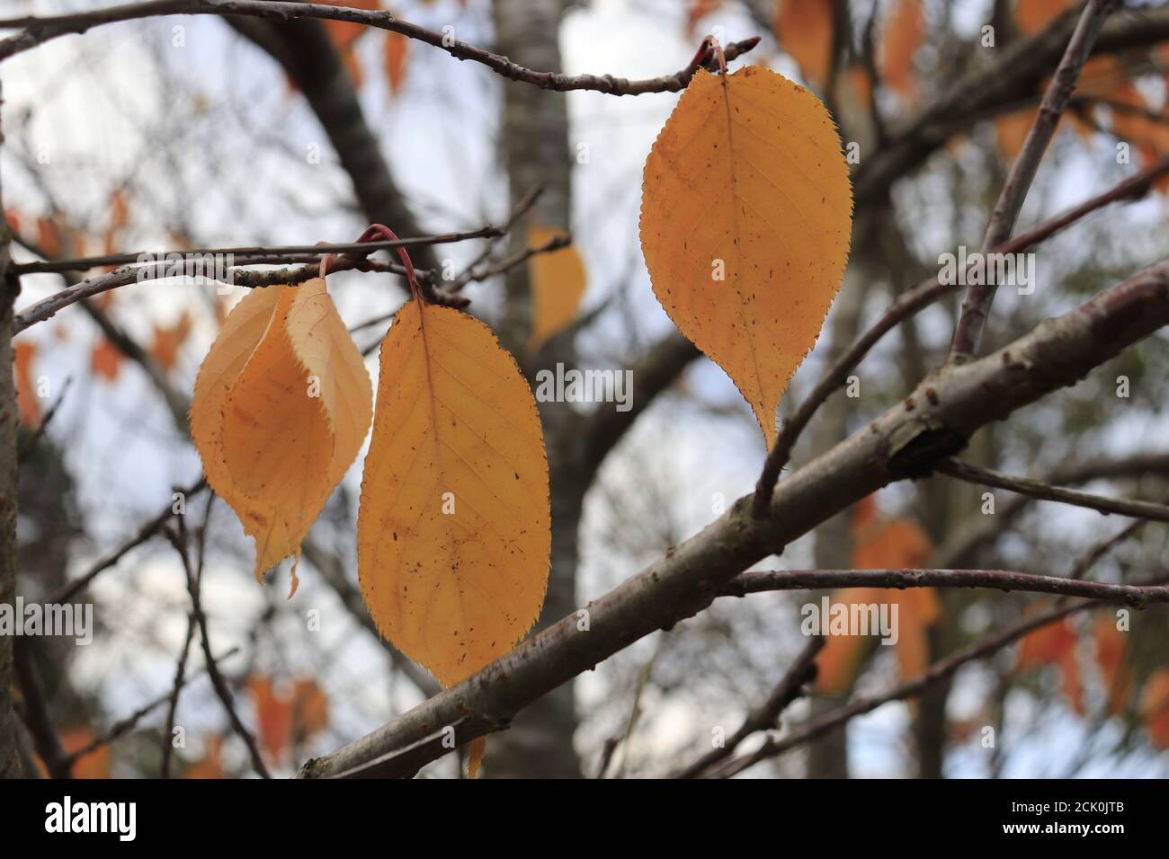 Closeup shot of autumn leaves on tree branches at daytime Stock Photo ...