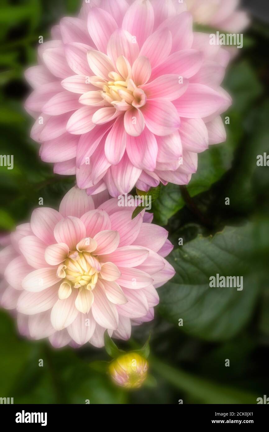 Dahlia 'Melody Harmony', close-up natural flower portrait with foliage ...