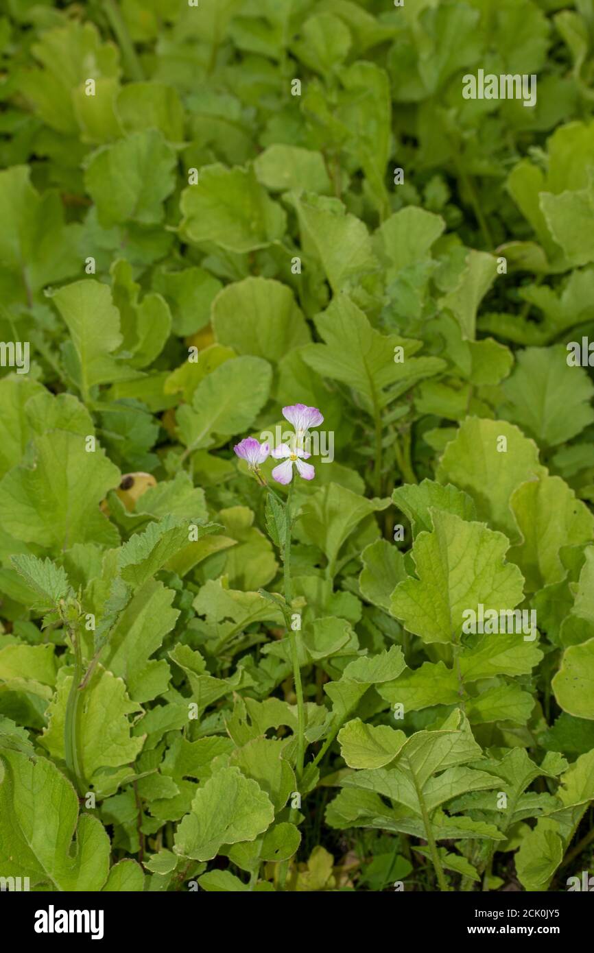 Fodder Radish (green manure) flowering plant nature portrait Stock ...