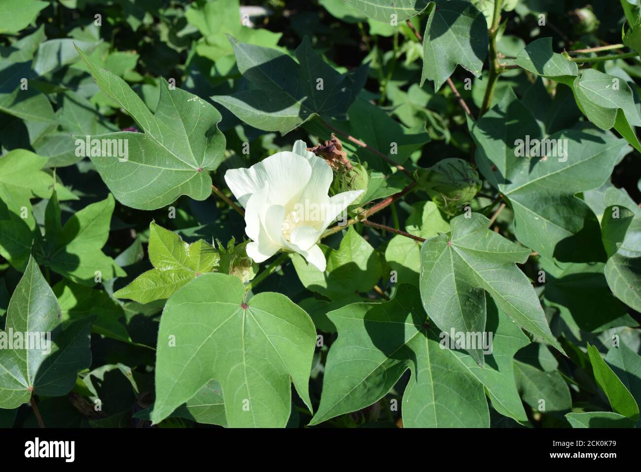 A North Carolina Cotton field in bloom Stock Photo - Alamy