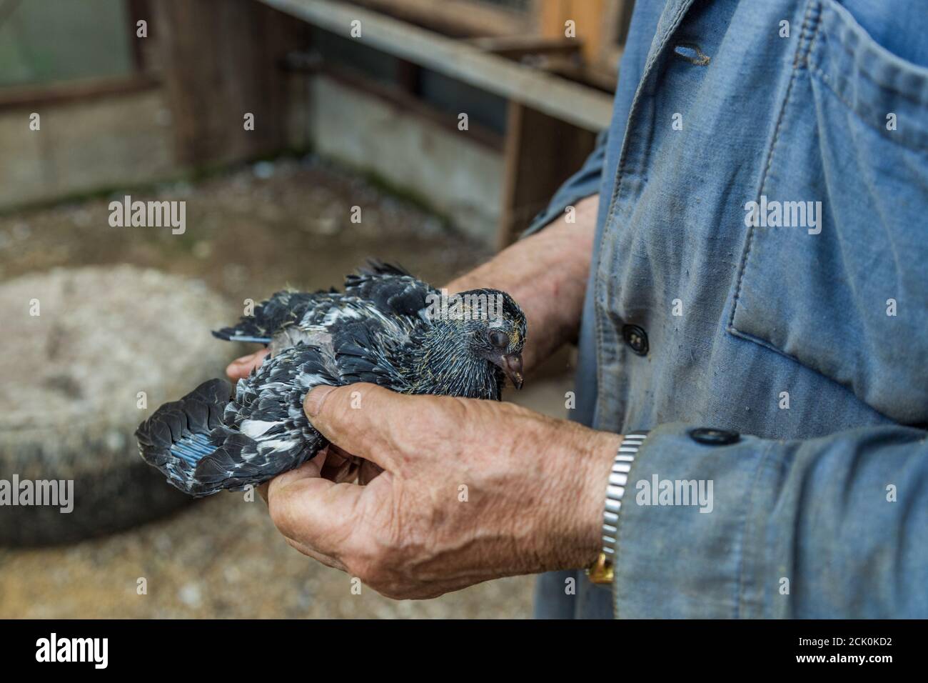 Pigeon chick in loving the human hands Stock Photo - Alamy