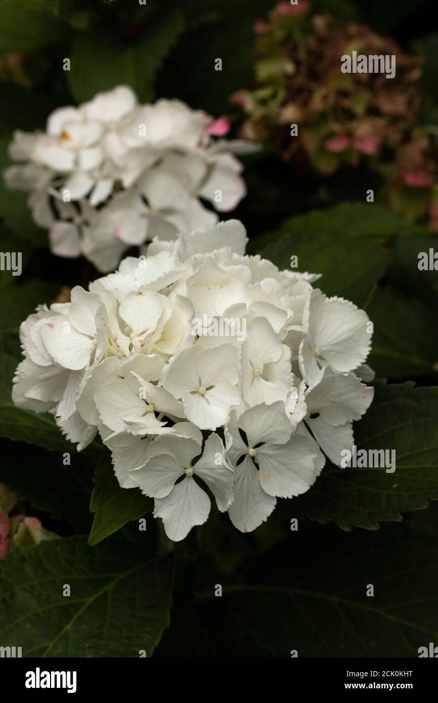 Hydrangea Macrophylla 'Nymphe', close-up natural flower portrait Stock ...