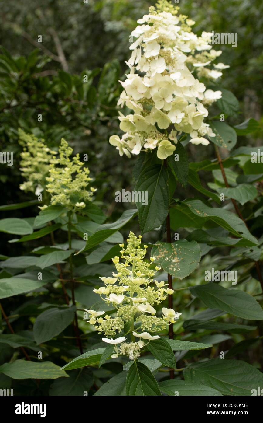Hydrangea Paniculata 'Floribunda' flower spikes against lush foliage ...
