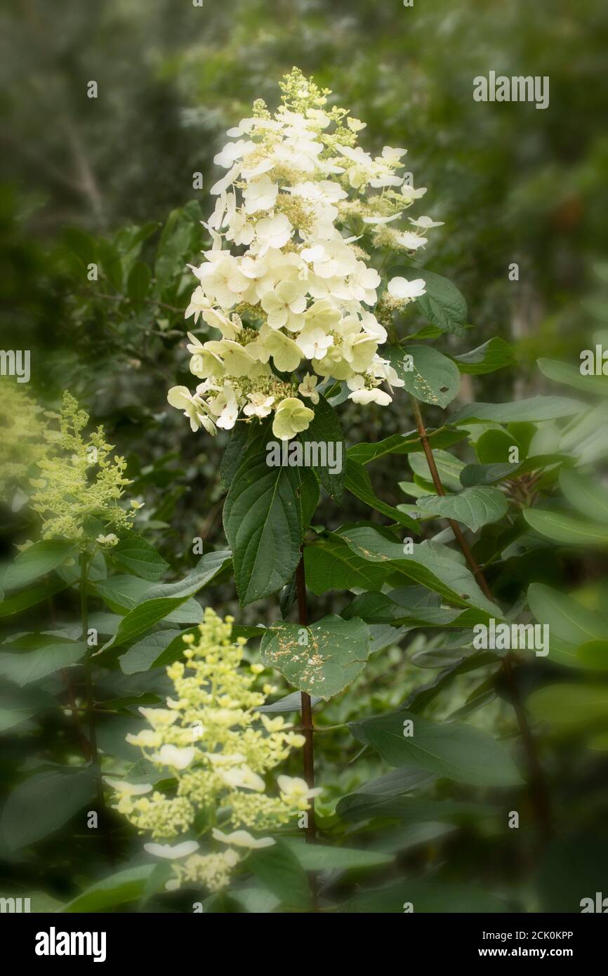 Hydrangea Paniculata 'Floribunda' flower spikes against lush foliage ...