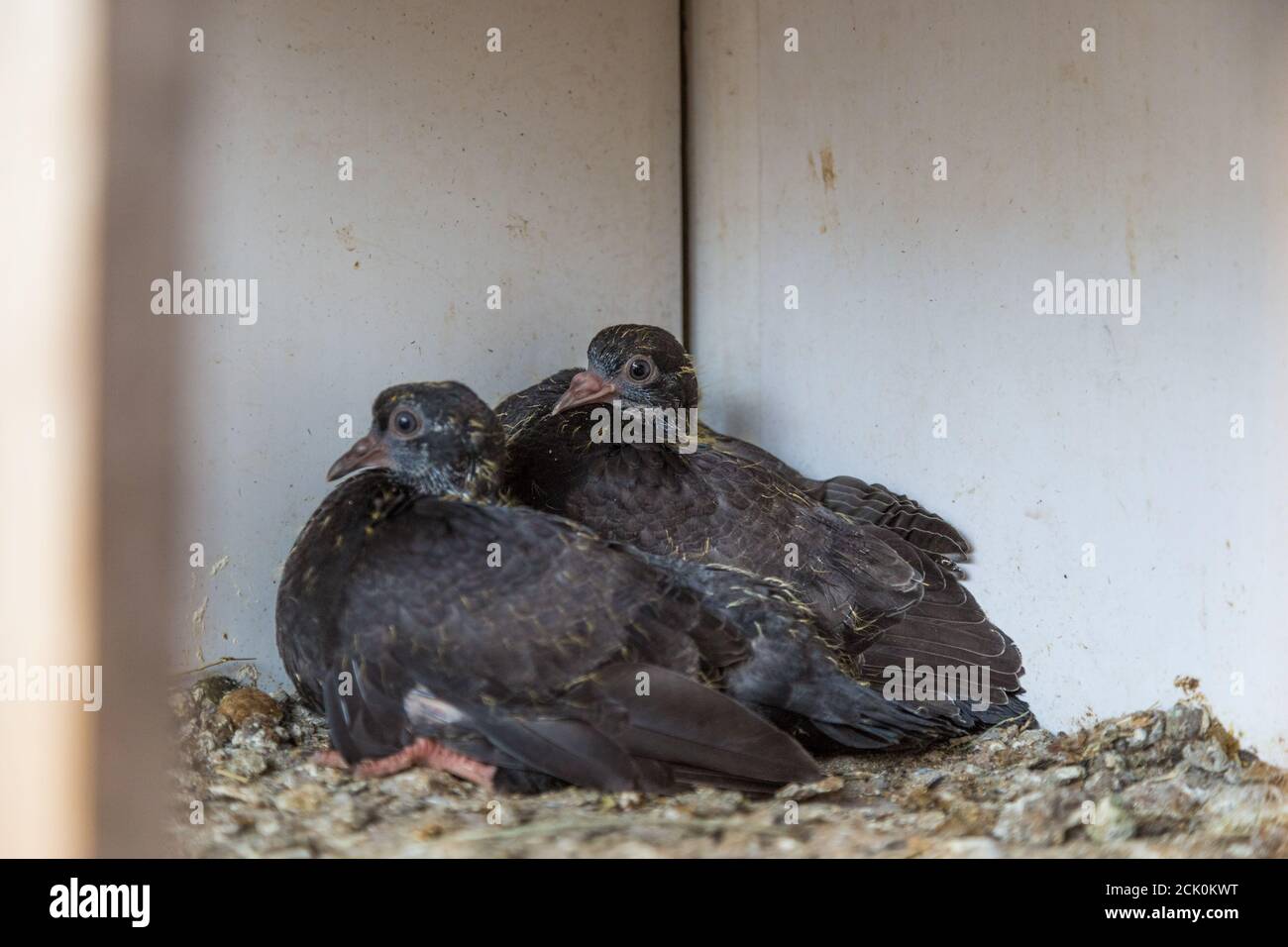 Two small fledgling pigeons sit in the nest. Breeding thoroughbred ...