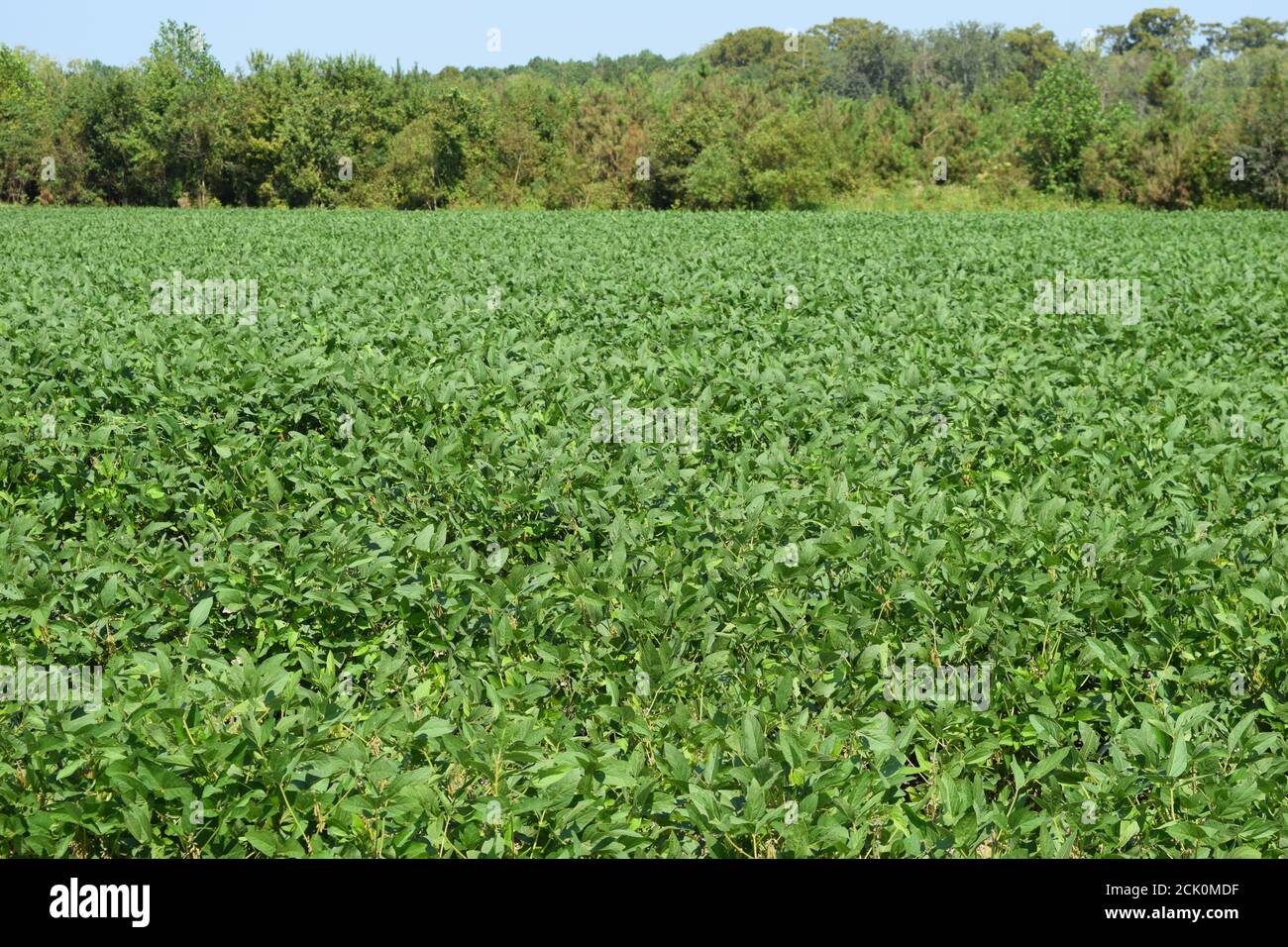 Soybean field in eastern hi-res stock photography and images - Alamy