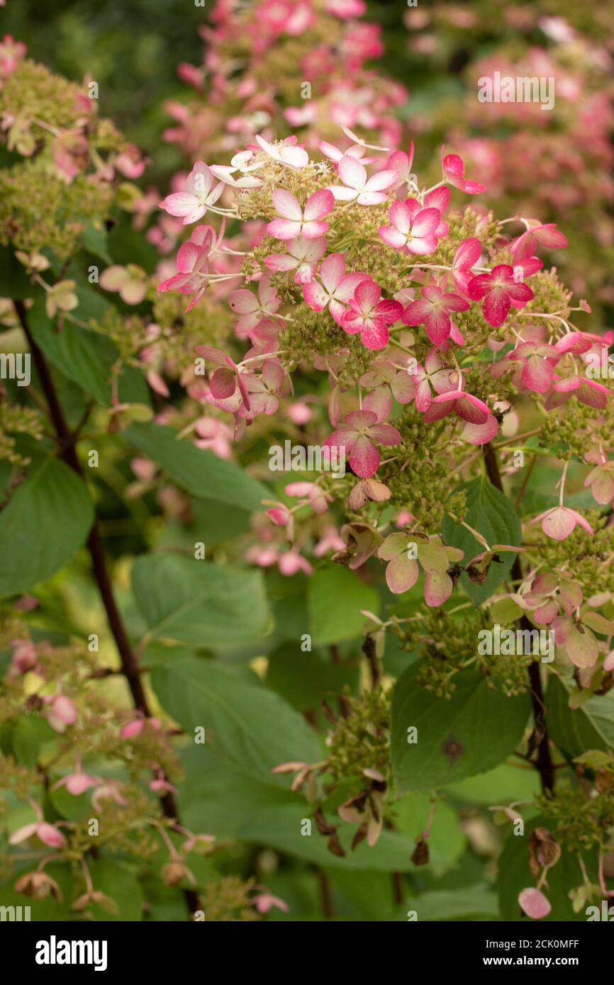 Hydrangea paniculata angels blush hi-res stock photography and images - Alamy