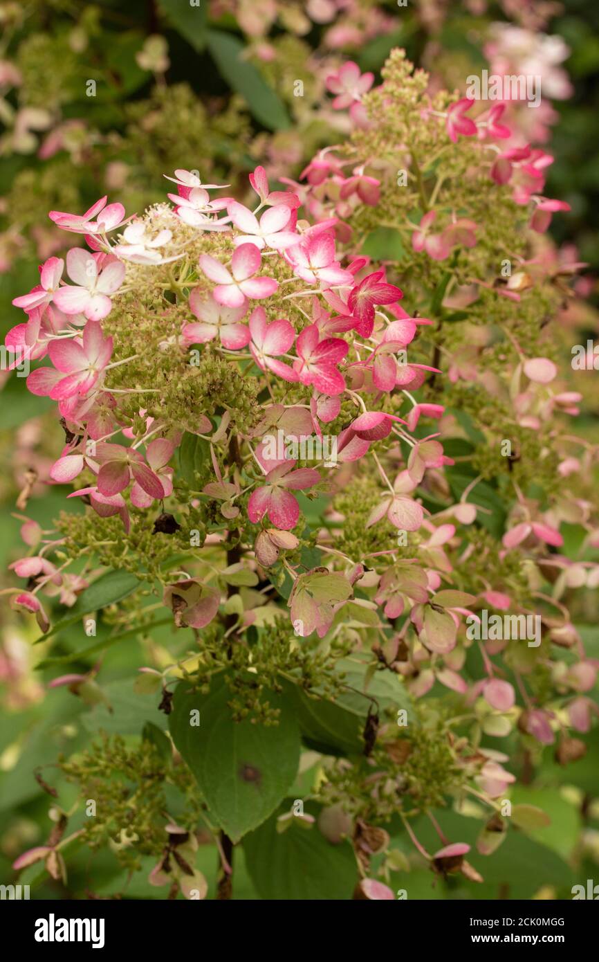 Hydrangea Paniculata 'Ruby' Stock Photo - Alamy