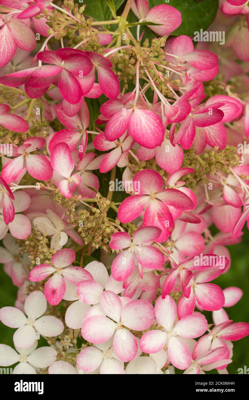 Hydrangea Paniculata 'Ruby' Stock Photo - Alamy