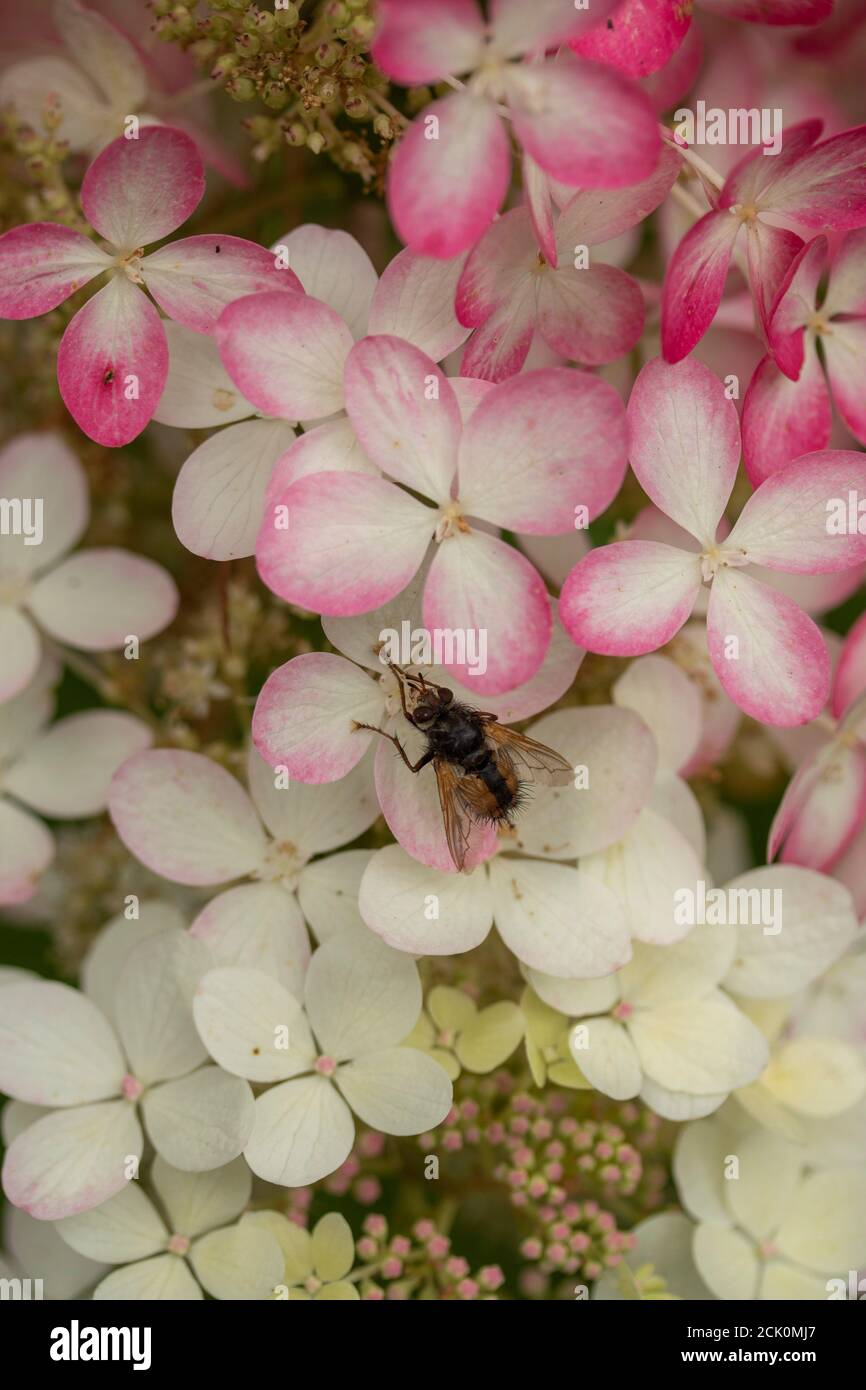 Hydrangea Paniculata 'Ruby' Stock Photo - Alamy