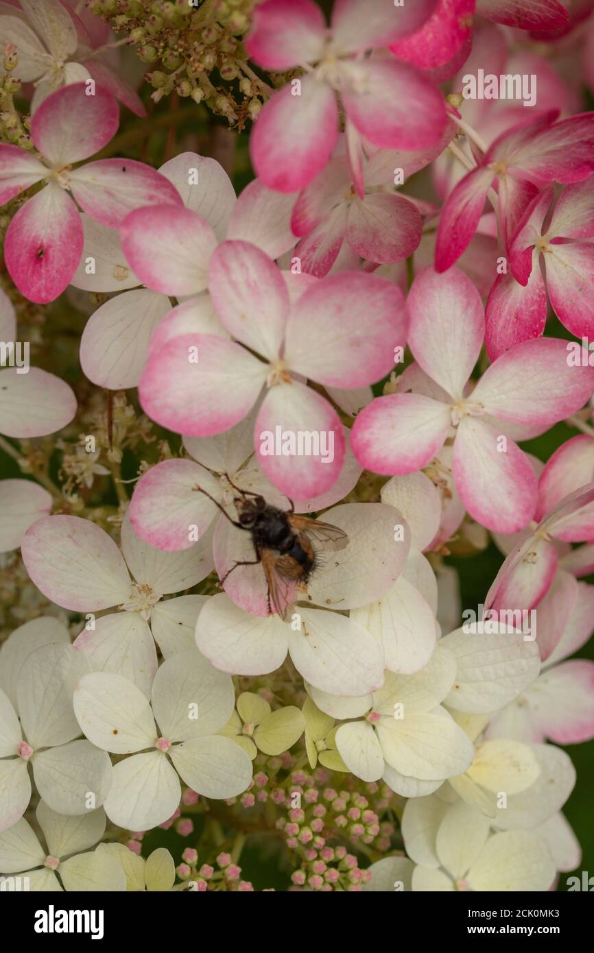 Hydrangea Paniculata 'Ruby' Stock Photo - Alamy