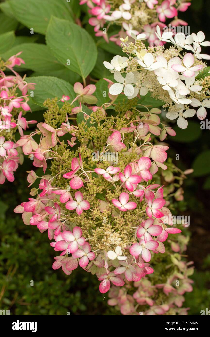 Hydrangea Paniculata 'Ruby' Stock Photo - Alamy