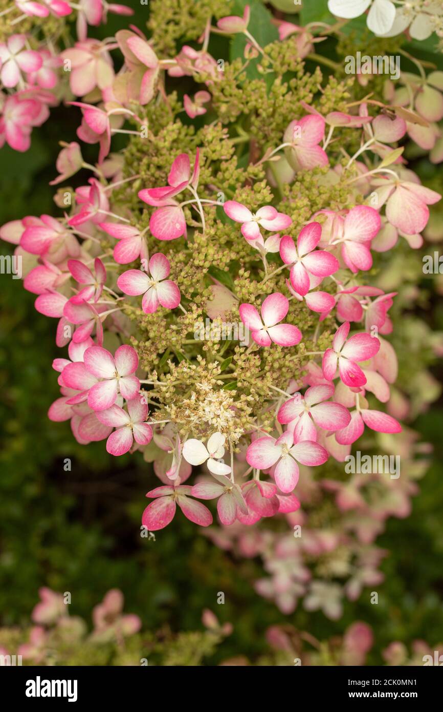 Hydrangea Paniculata 'Ruby' Stock Photo - Alamy