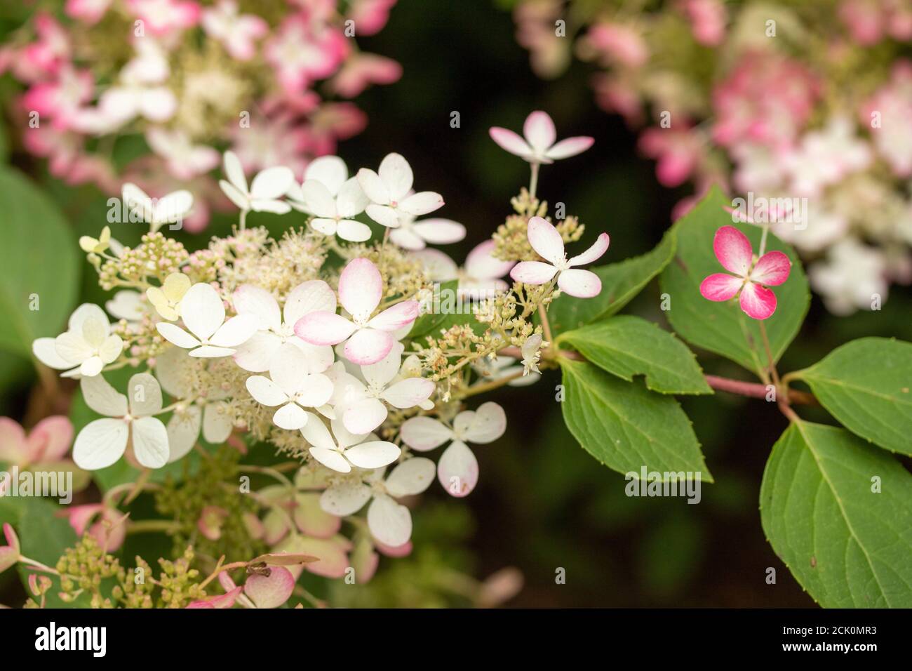Hydrangea Paniculata 'Ruby' Stock Photo - Alamy