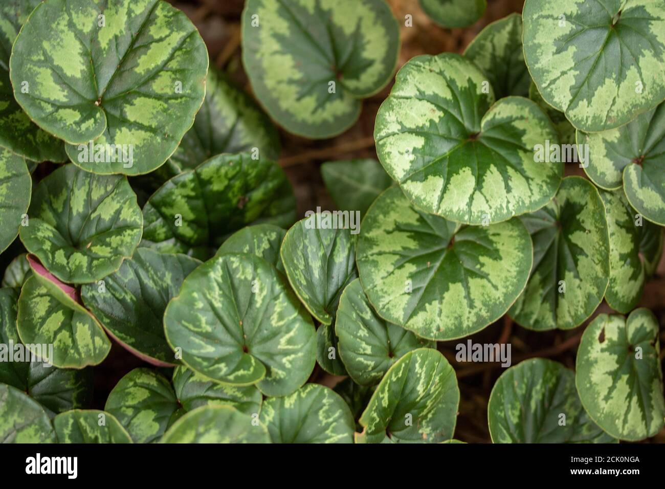 Kidney shaped leaves hi-res stock photography and images - Alamy