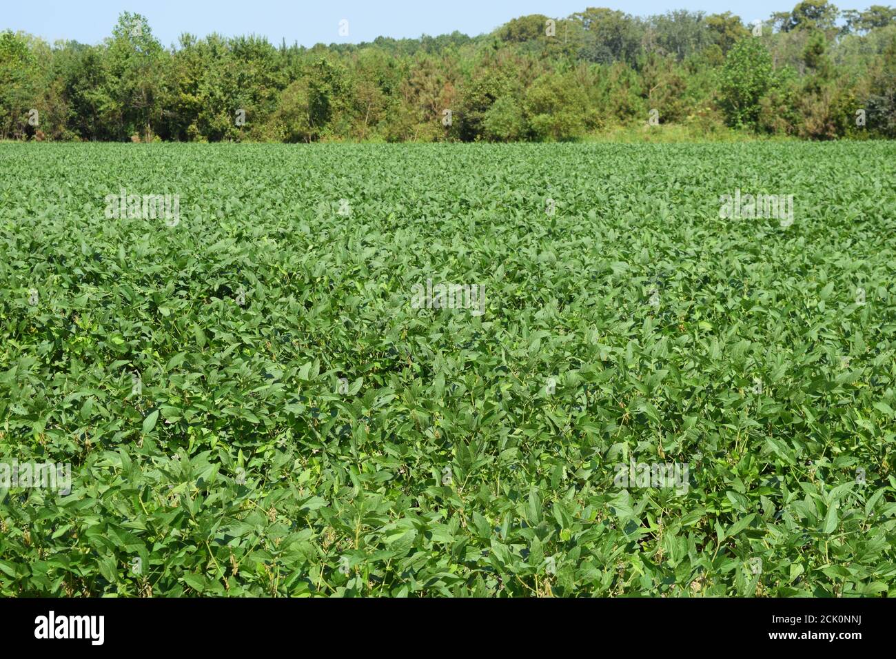 North carolina farming hi-res stock photography and images - Alamy