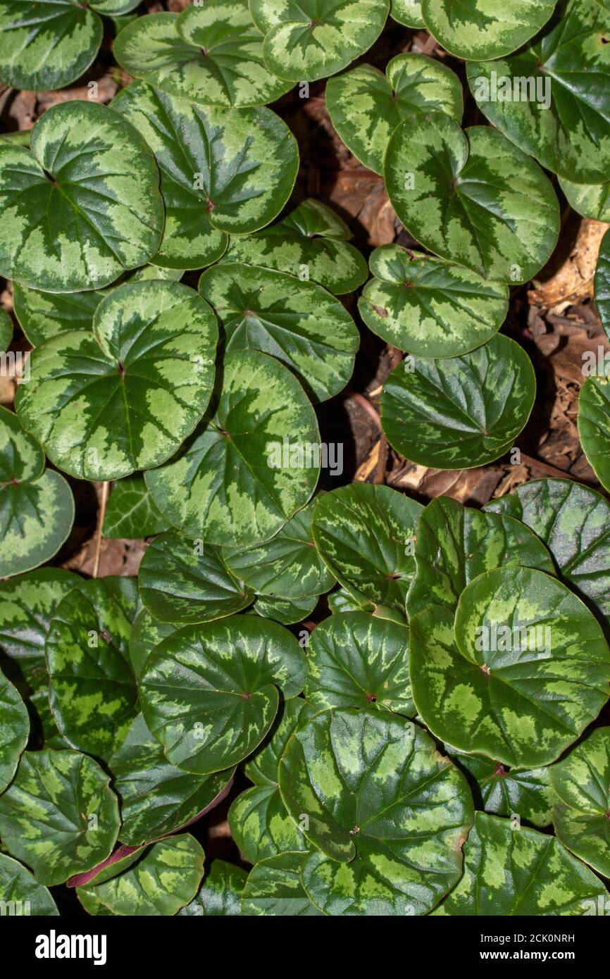 Kidney shaped seeds hi-res stock photography and images - Alamy