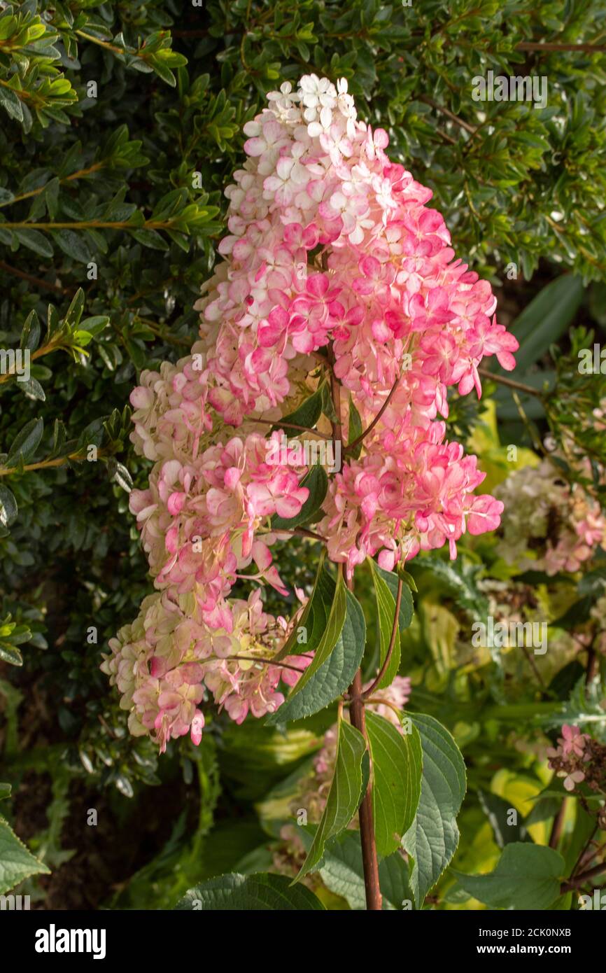 Hydrangea Paniculata Vanille Fraise Stock Photo - Alamy